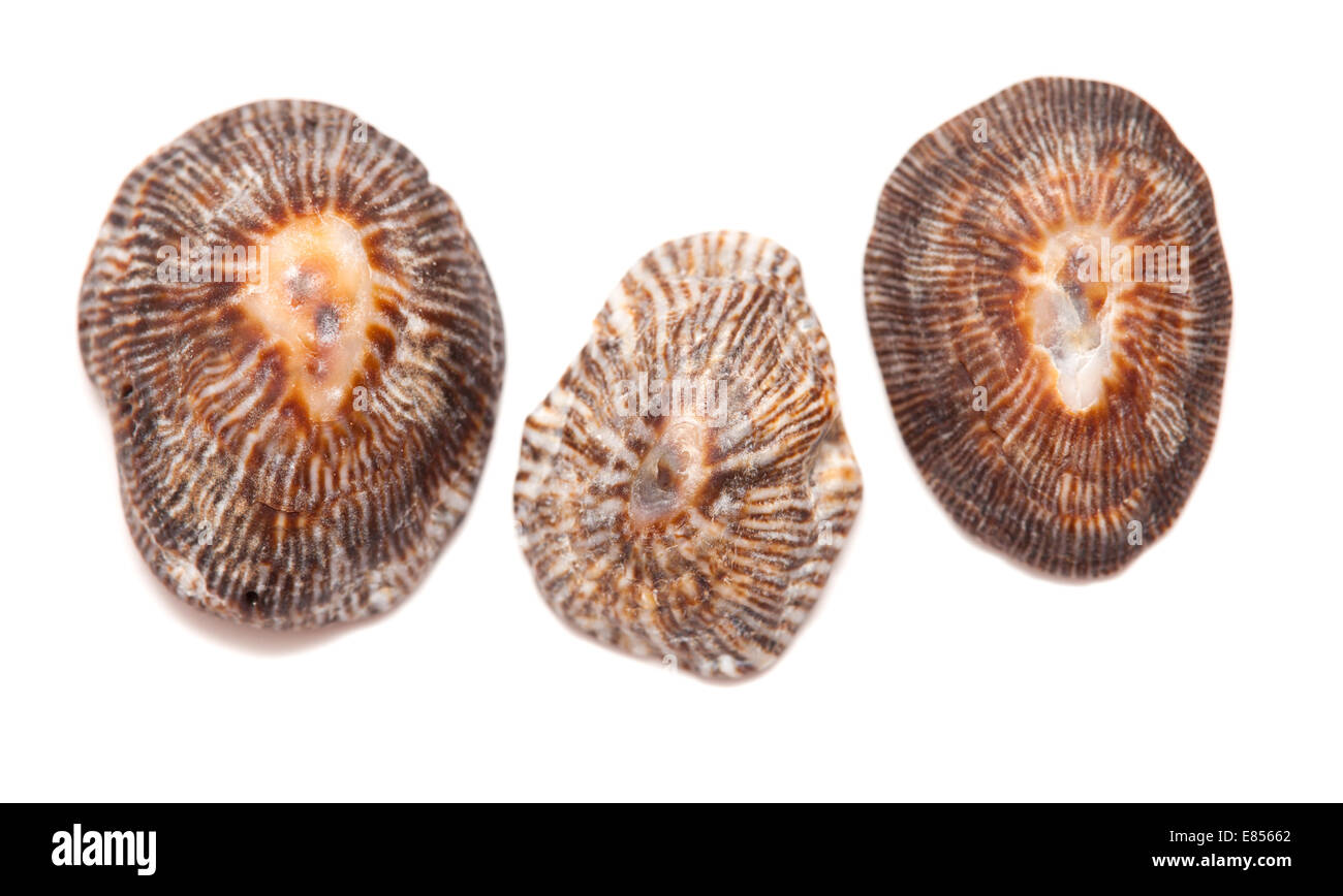 small limpet shells isolated on white background Stock Photo - Alamy