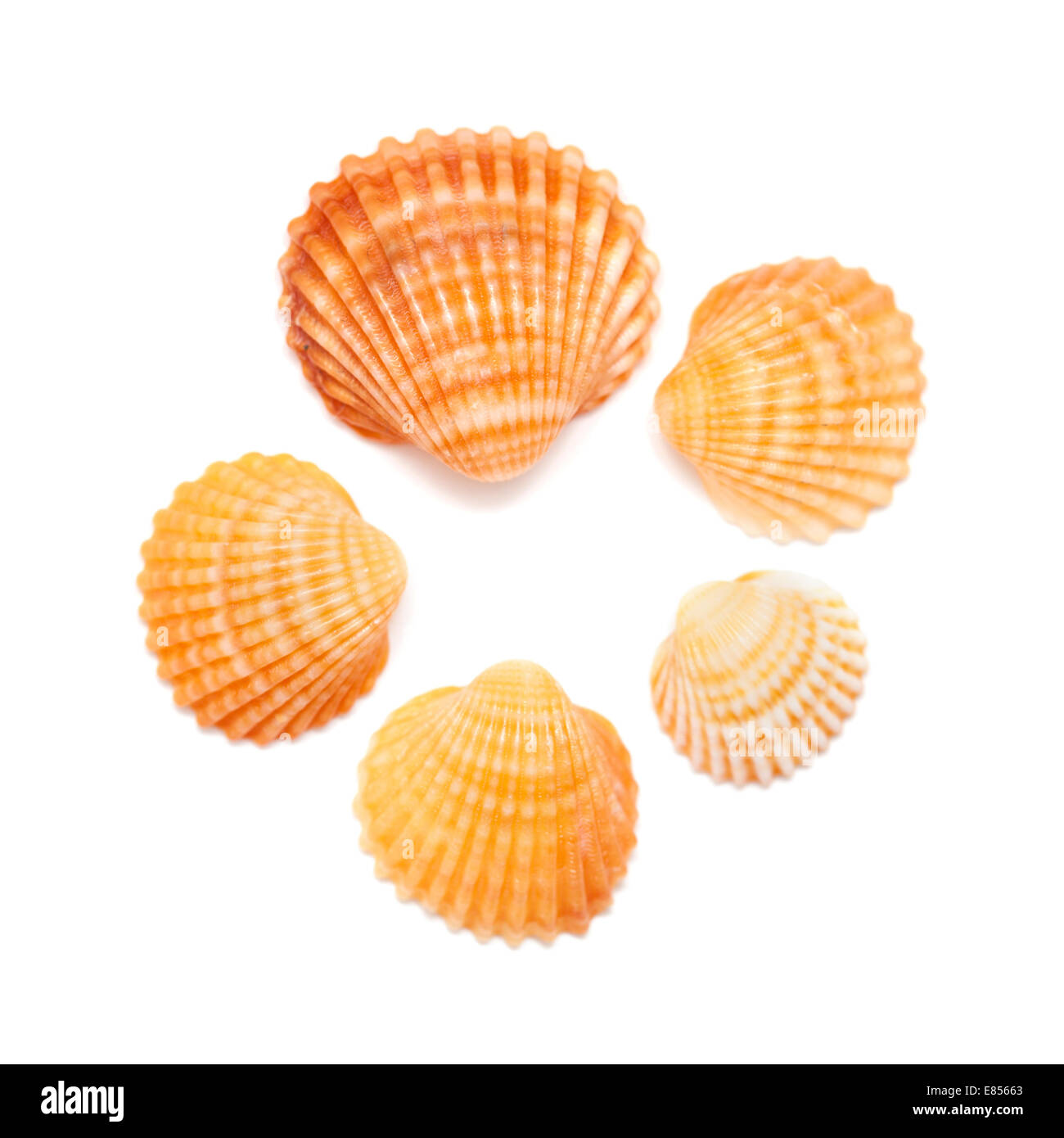 small cockle shells isolated on white background Stock Photo - Alamy