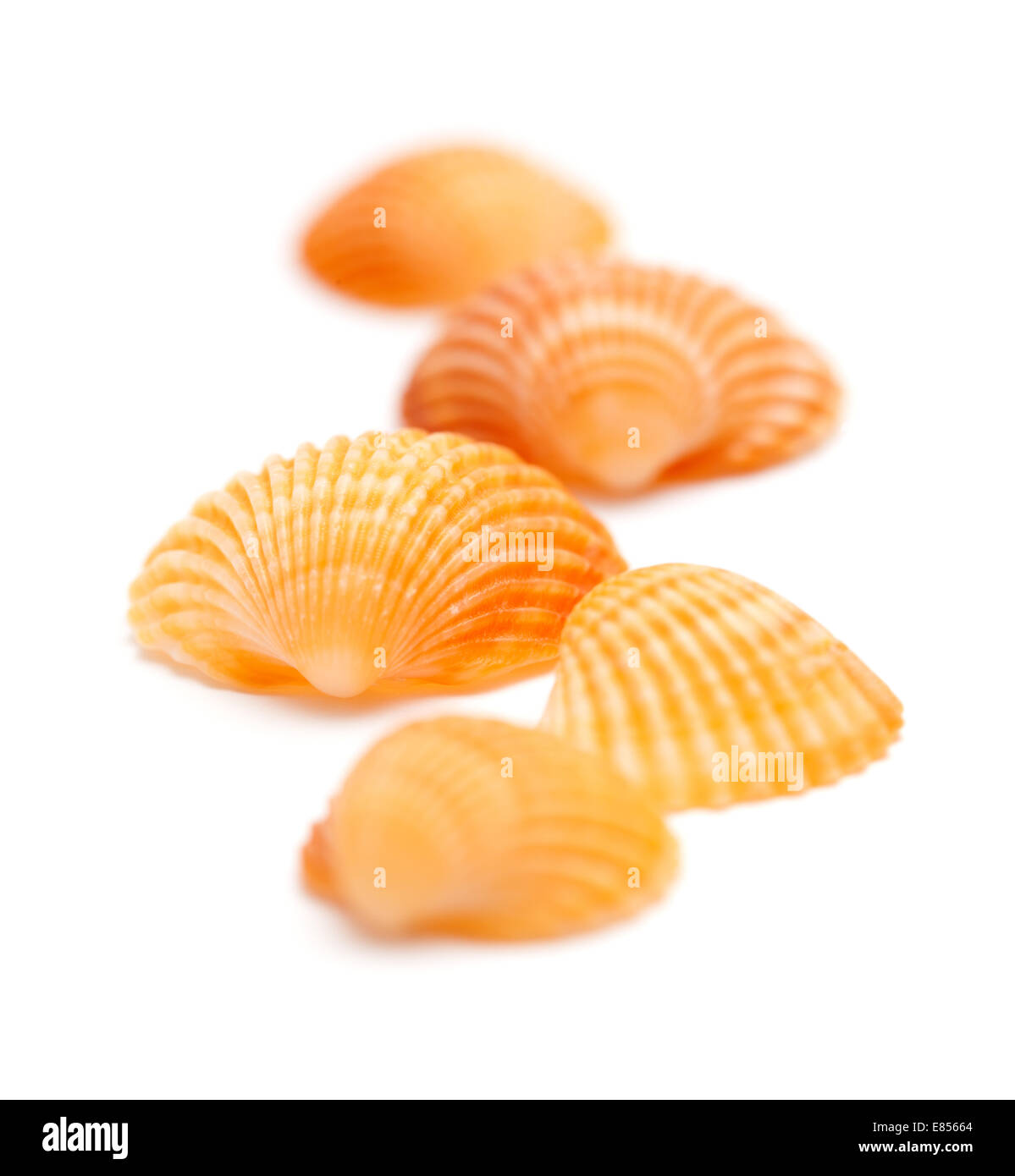 small cockle shells isolated on white background Stock Photo - Alamy