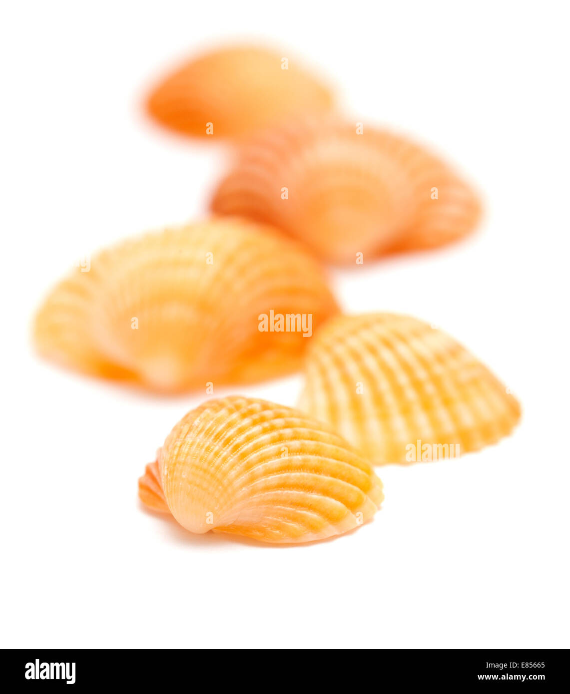small cockle shells isolated on white background Stock Photo - Alamy