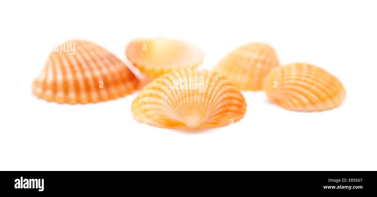 small cockle shells isolated on white background Stock Photo - Alamy