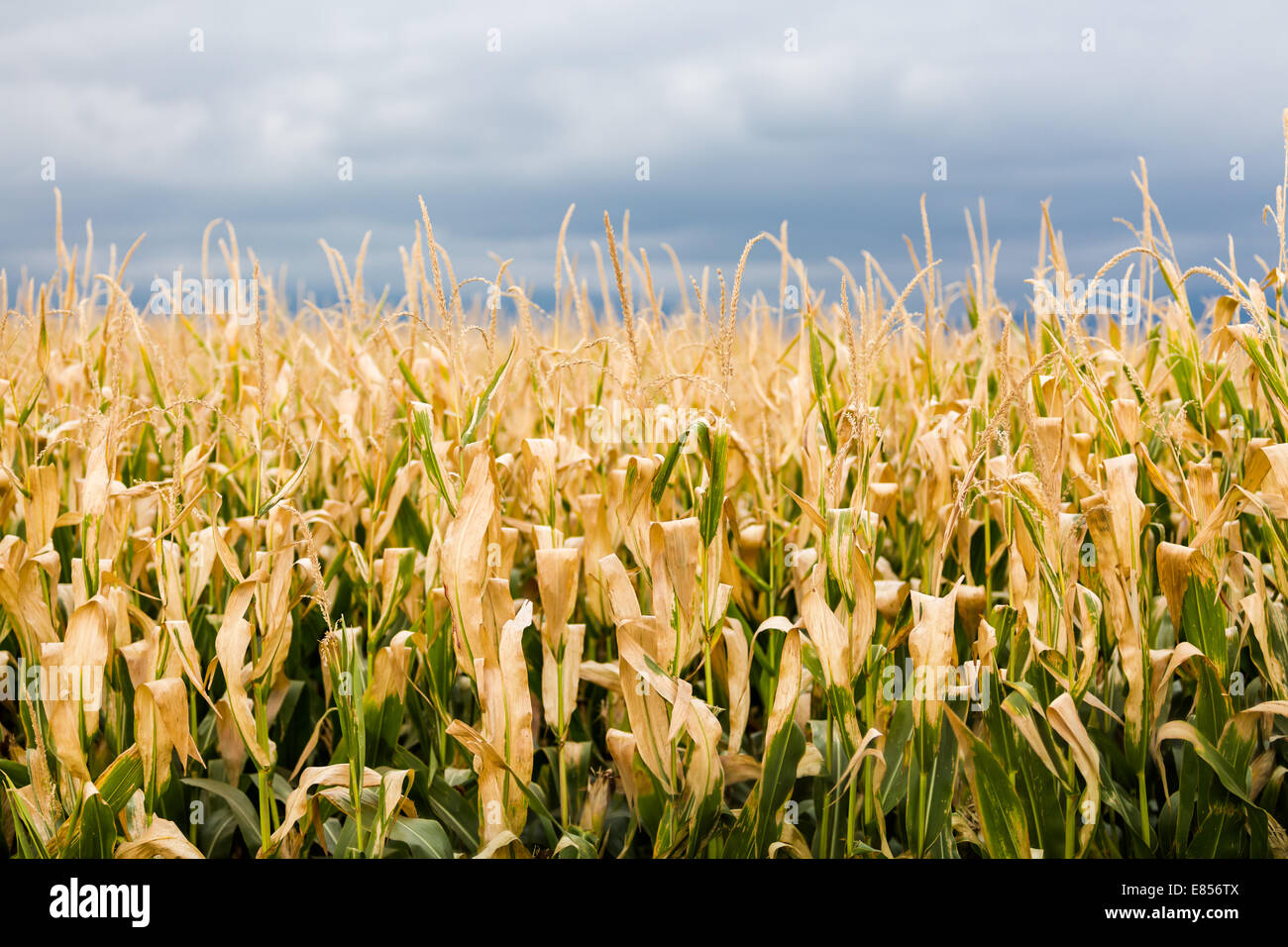 Corn Maze And Harvest Festival High Resolution Stock Photography and ...