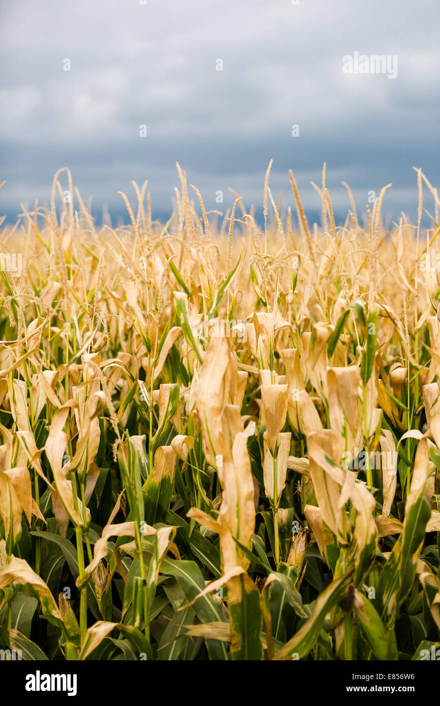 Corn maze midwest hi-res stock photography and images - Alamy