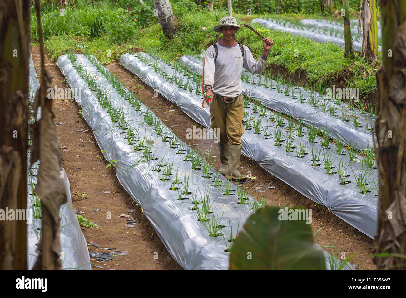 Indonesian worker hi-res stock photography and images - Alamy