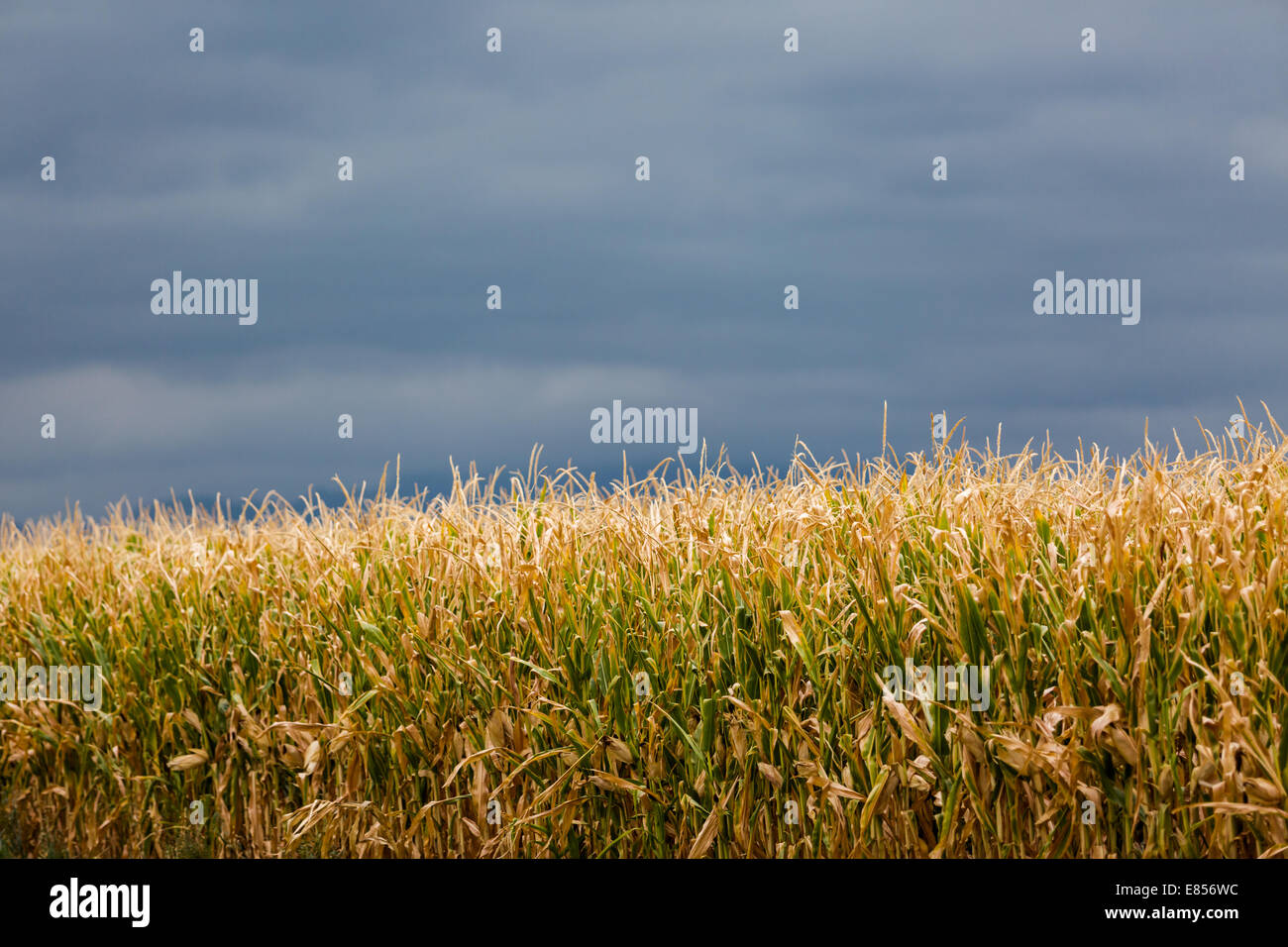 Corn maze and harvest festival hi-res stock photography and images - Alamy