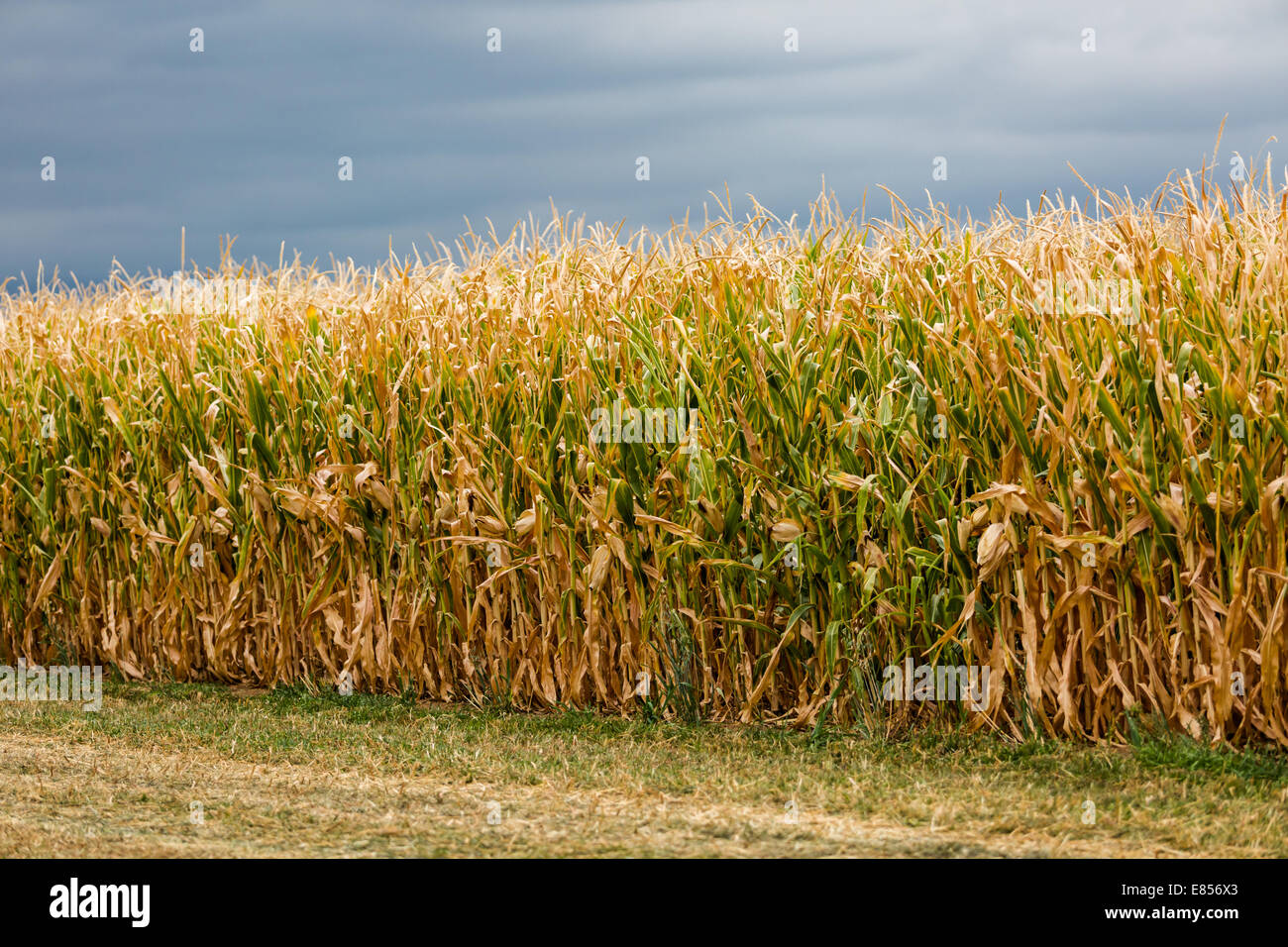 Edge of a large corn maze on midwest farm Stock Photo - Alamy