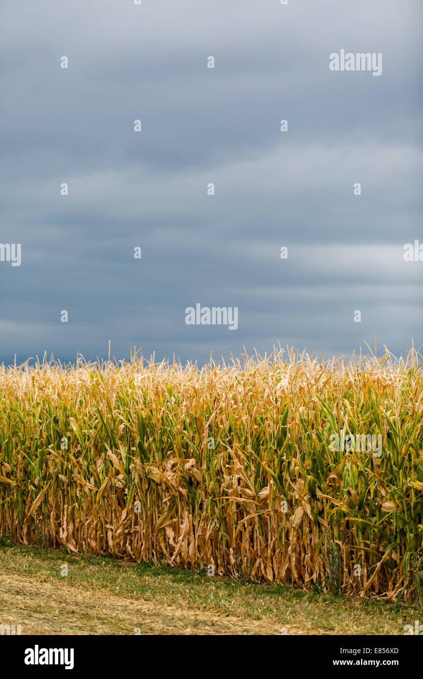 Corn maze midwest hi-res stock photography and images - Alamy