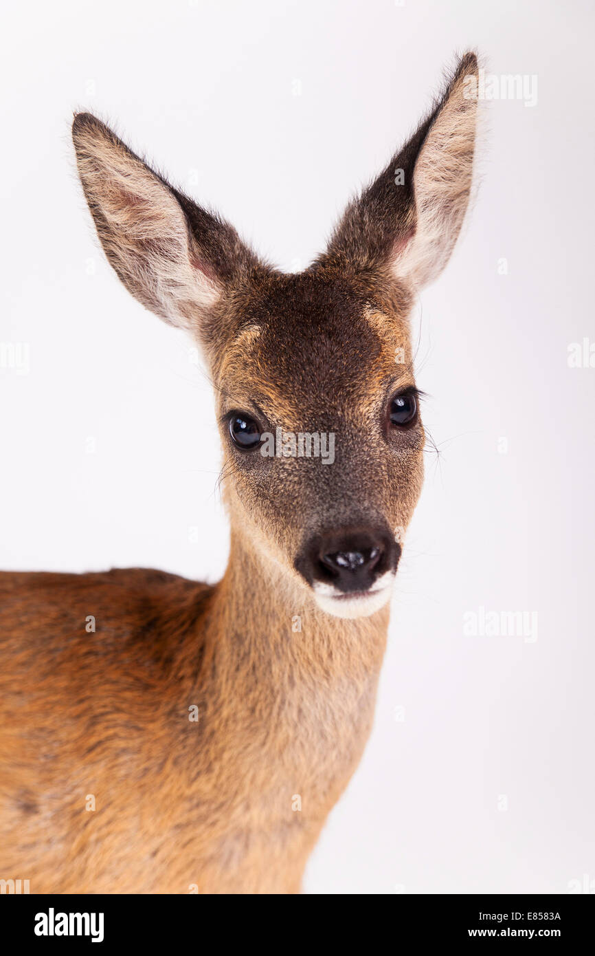 Fawn portrait hi-res stock photography and images - Alamy