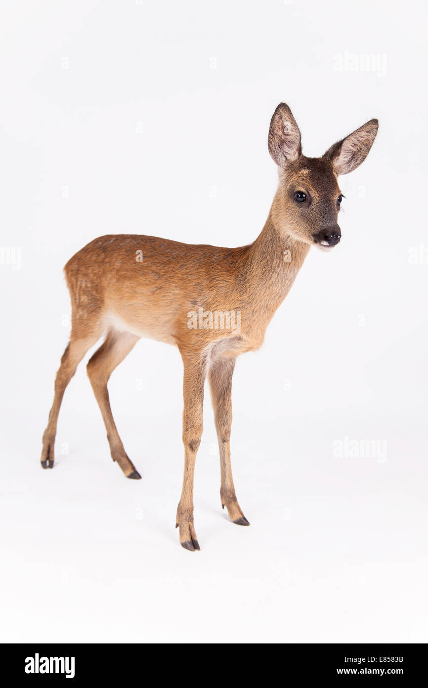 Roe Deer (Capreolus capreolus), fawn, side view, captive Stock Photo ...