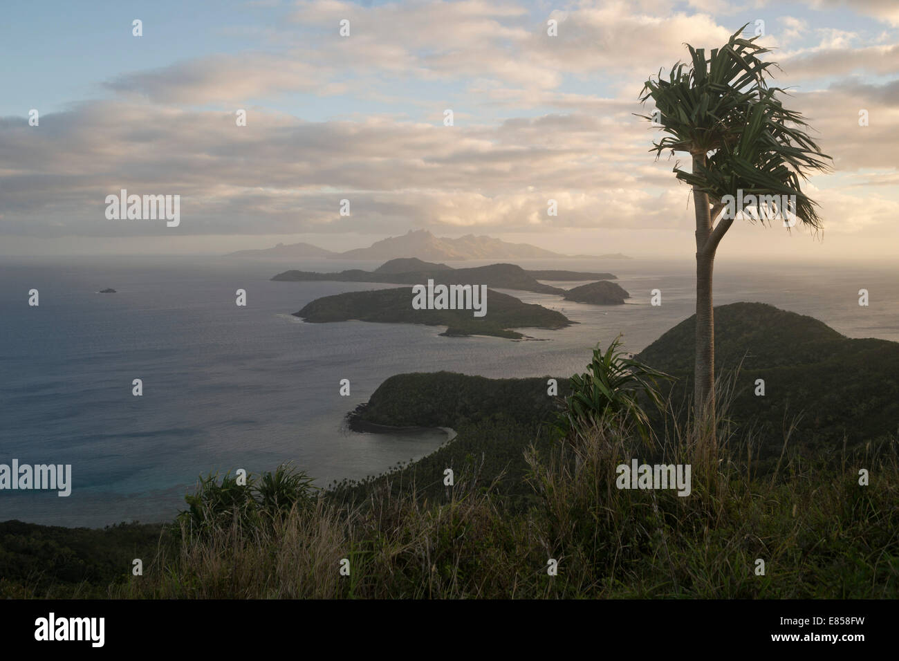 Pandanus tree hi-res stock photography and images - Alamy