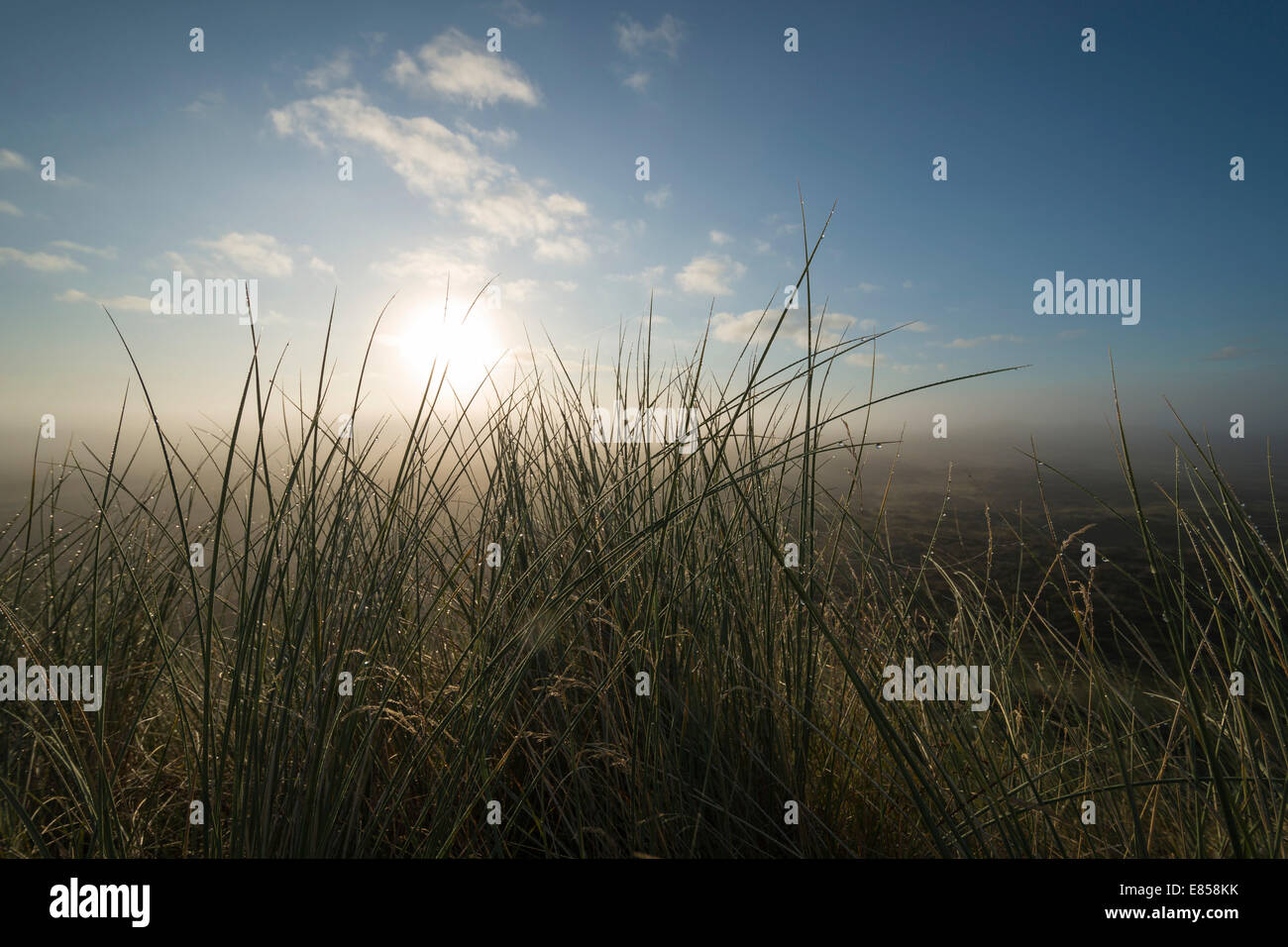 European Marram Grass or Beach Grass (Ammophila arenaria) in front of ...