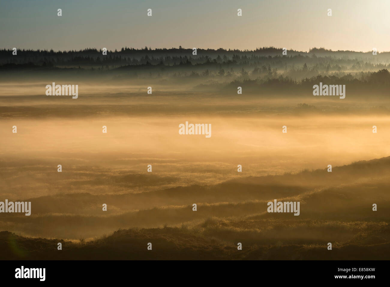 Fog over dunes and heathland at sunrise, Henne, Region of Southern ...