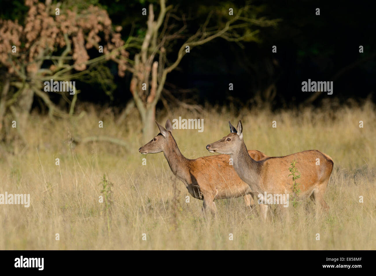 Red Deer (Cervus elaphus), does, Denmark Stock Photo - Alamy