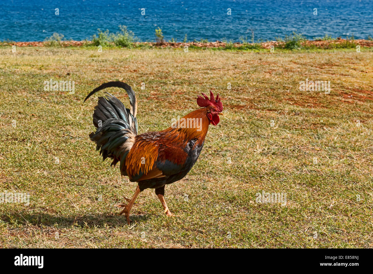 Rooster hi-res stock photography and images - Alamy