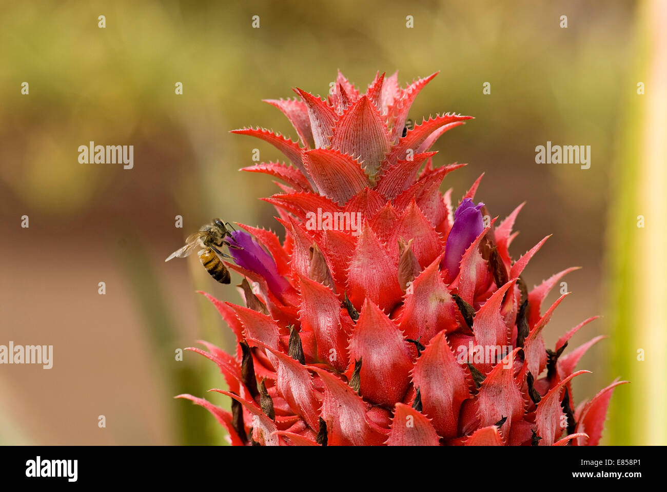 Pineapple flower hi-res stock photography and images - Alamy