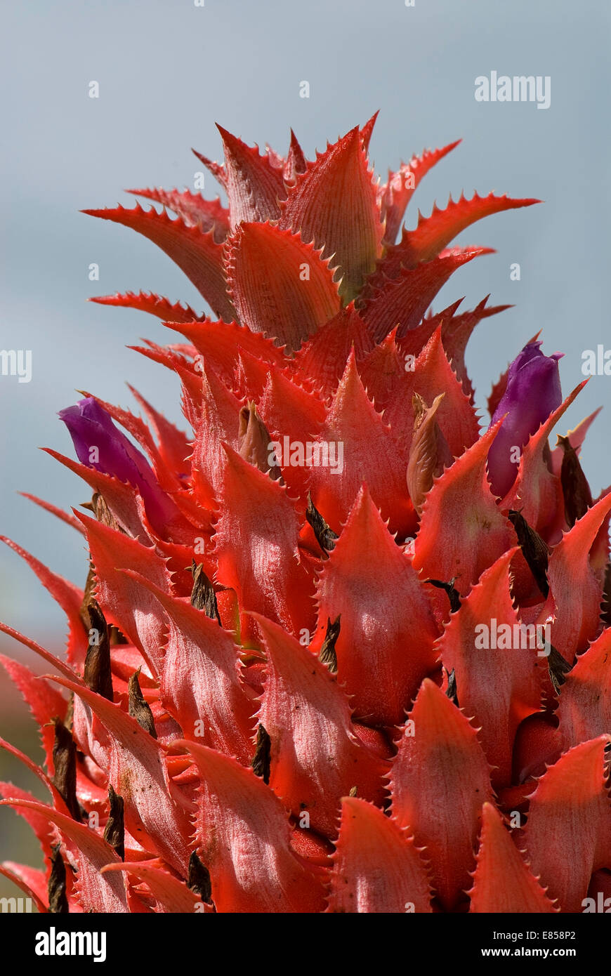 Pineapple flower (Ananas comosus), O'ahu, Hawaii, United States Stock ...
