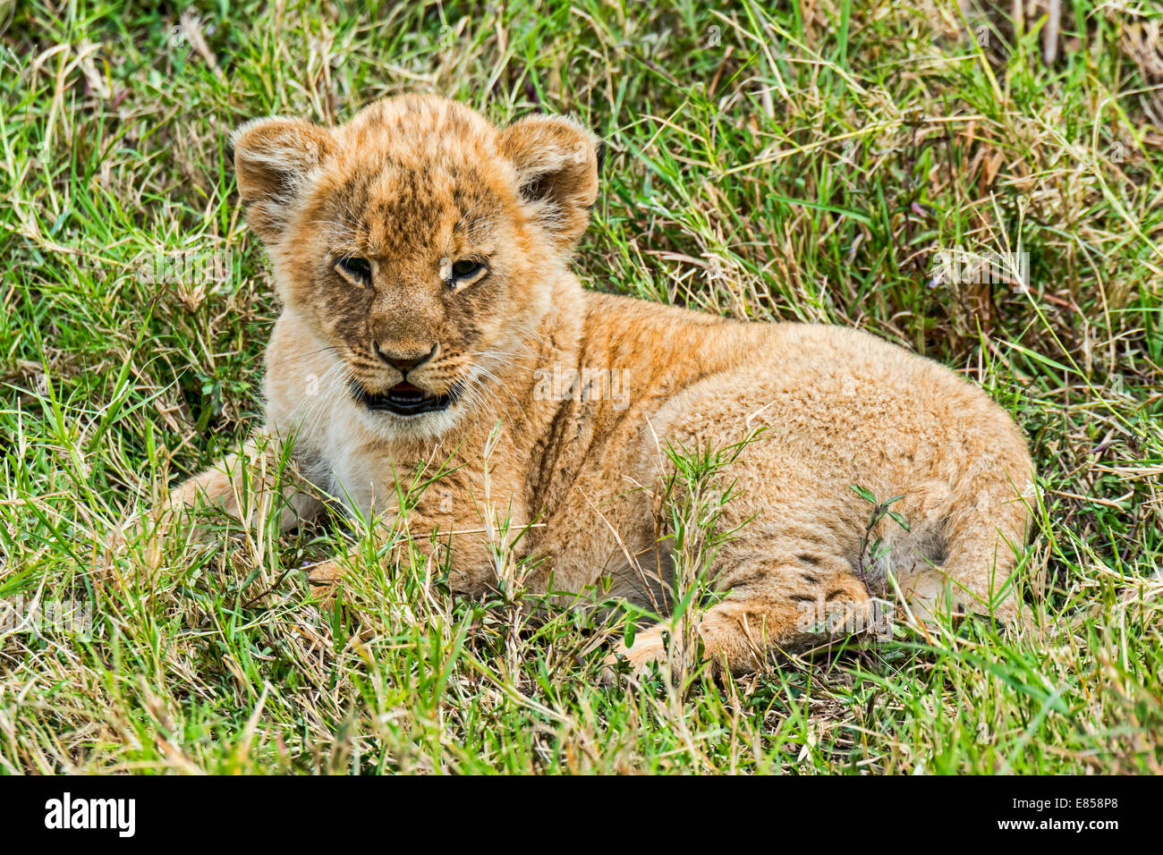 Maasai lion cub hi-res stock photography and images - Alamy