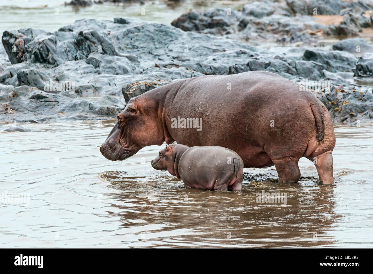 Hippopotamus (Hippopotamus amphibius) adult female with young ...
