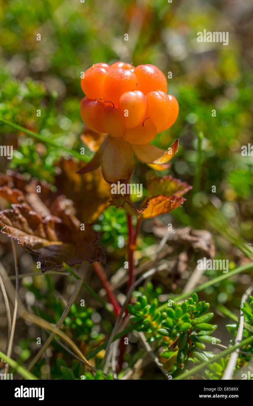 Rubus chamaemorus hi-res stock photography and images - Alamy
