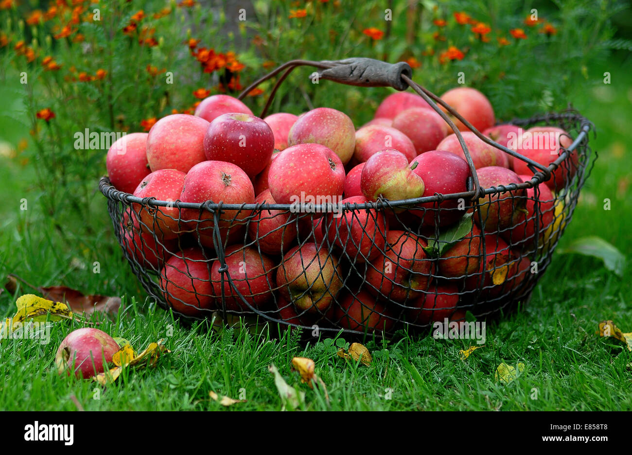 Red apples basket hi-res stock photography and images - Alamy