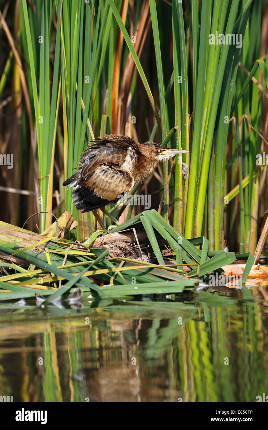 Bird and posture hi-res stock photography and images - Alamy