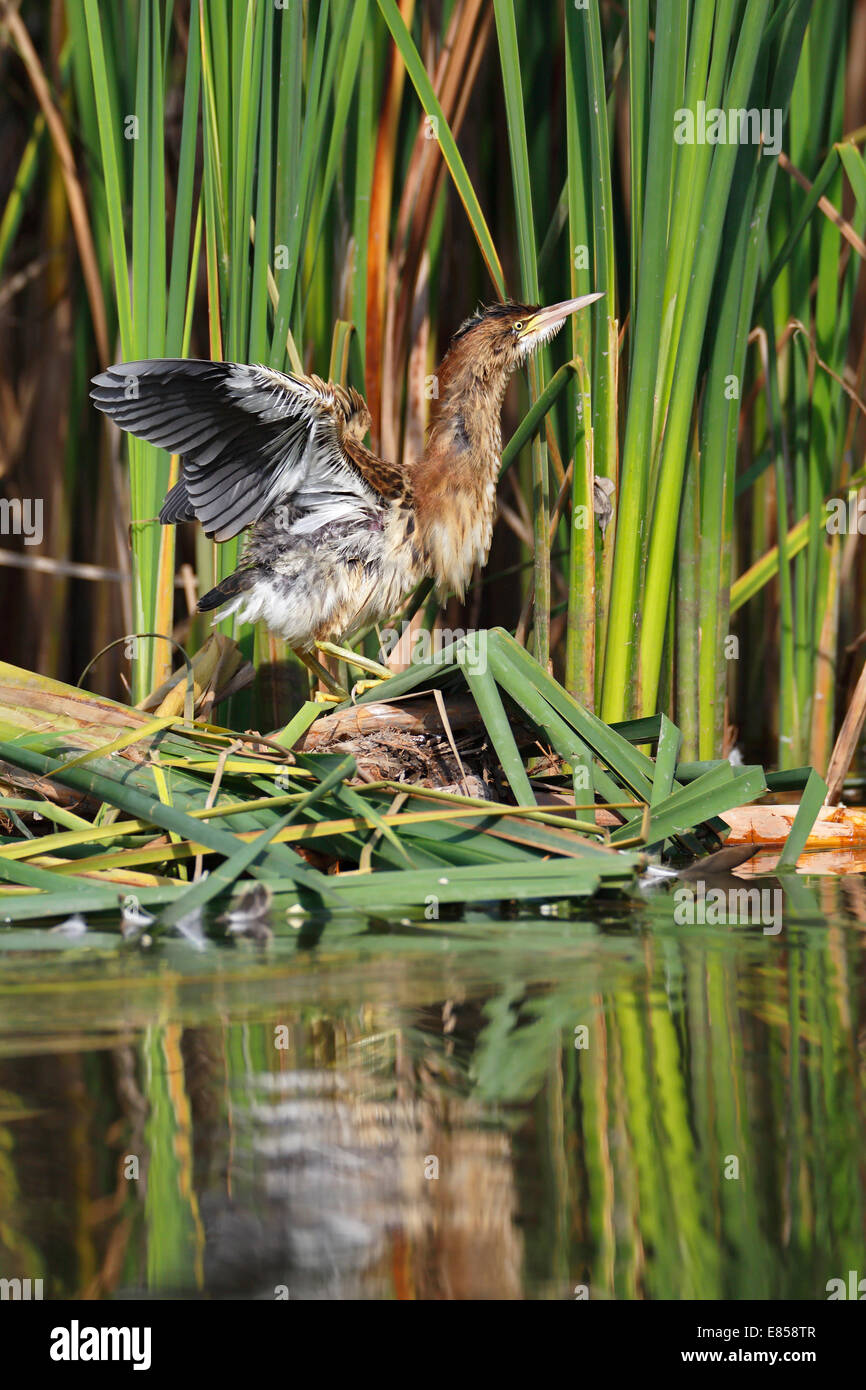 Little Bittern (Ixobrychus minutus), juvenile bird in threatening ...