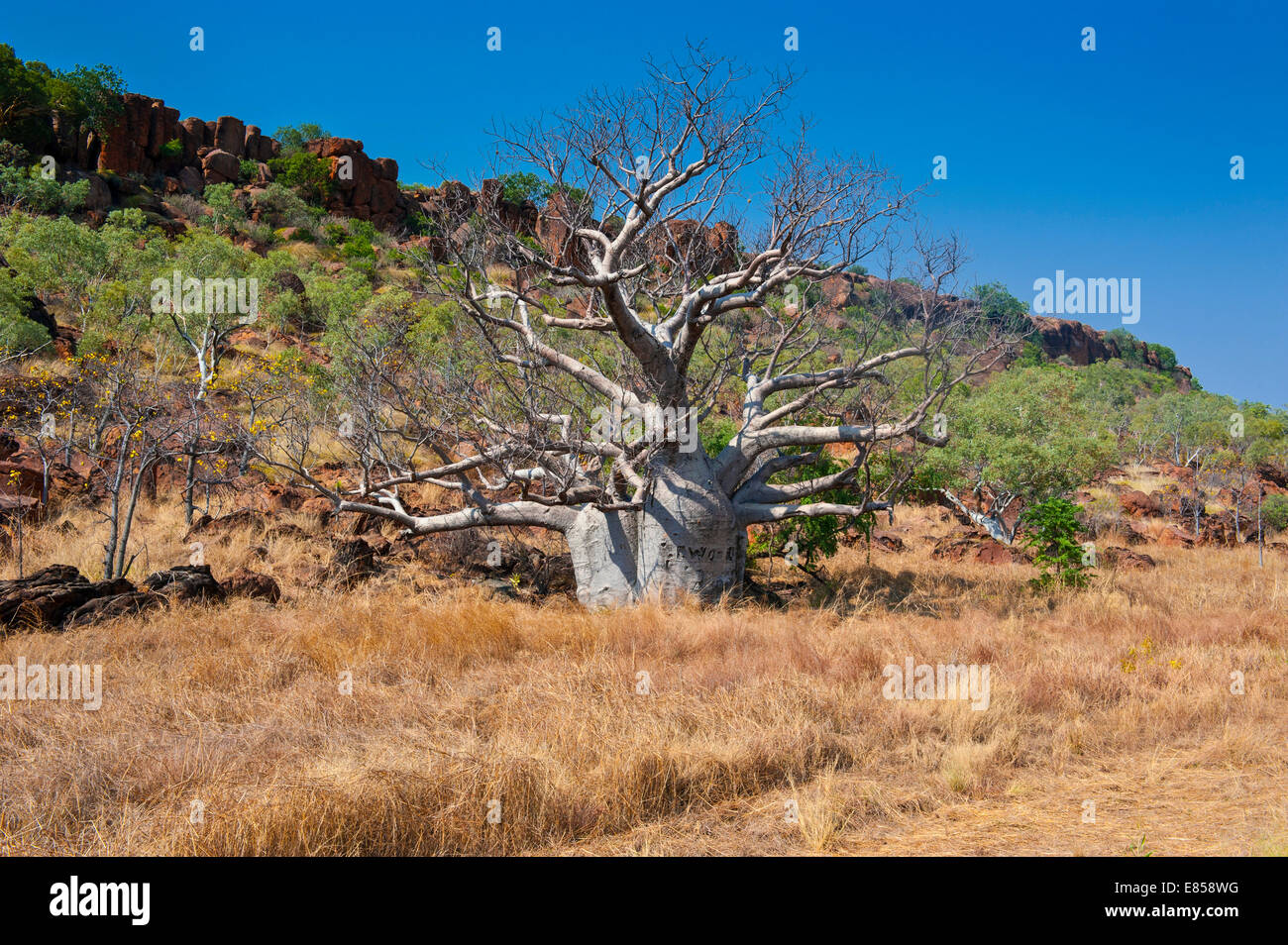 Baobab tree in the outback of the northern territory hi-res stock ...