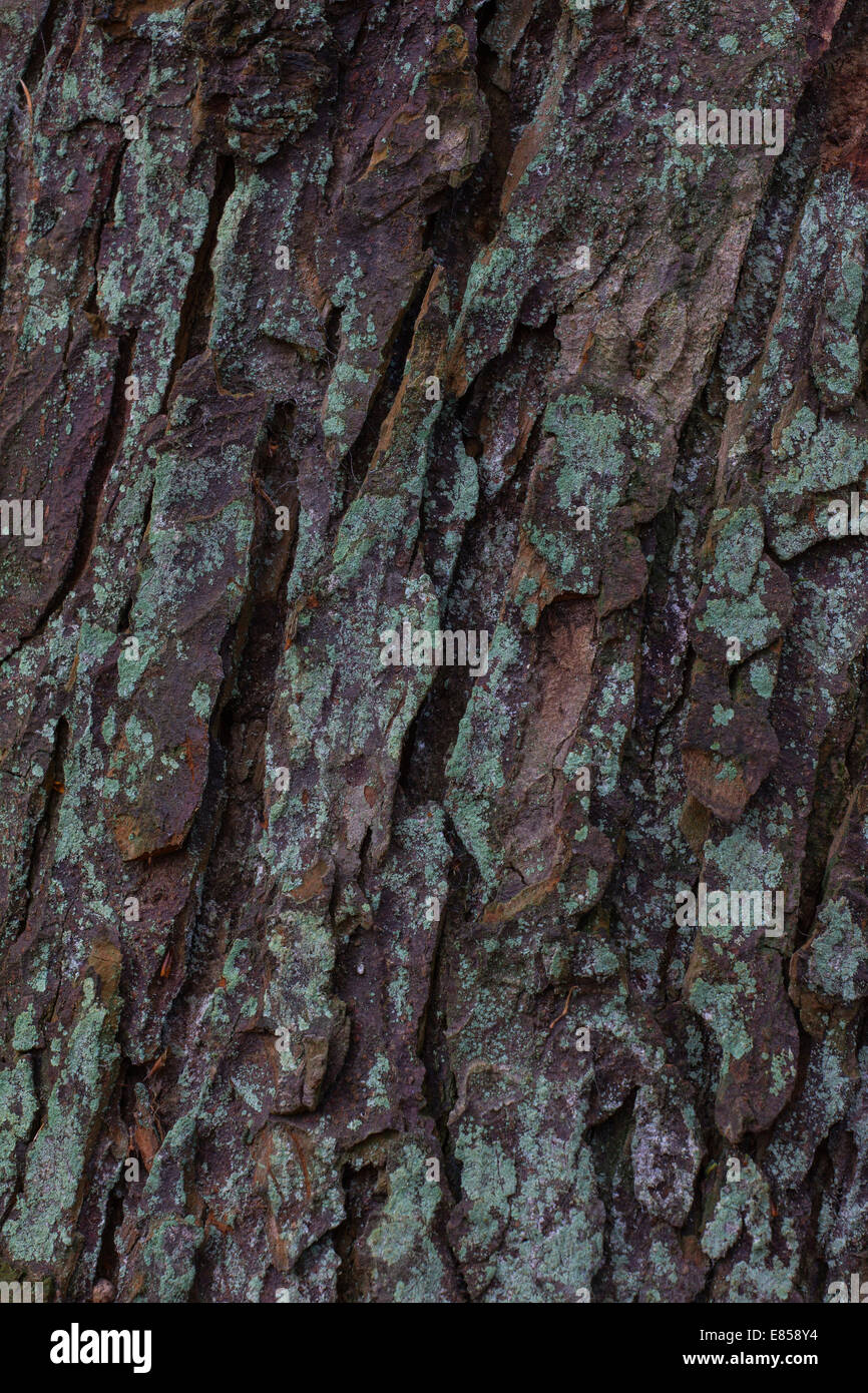 Lichen on tree bark, Germany Stock Photo - Alamy
