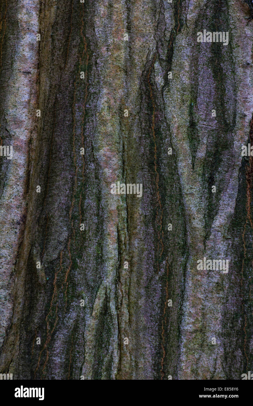 Common beech fagus sylvatica bark hi-res stock photography and images ...