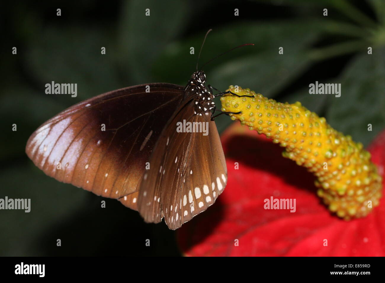 Common Crow butterfly a.k.a. Common Indian or Australian Crow (Euploea ...