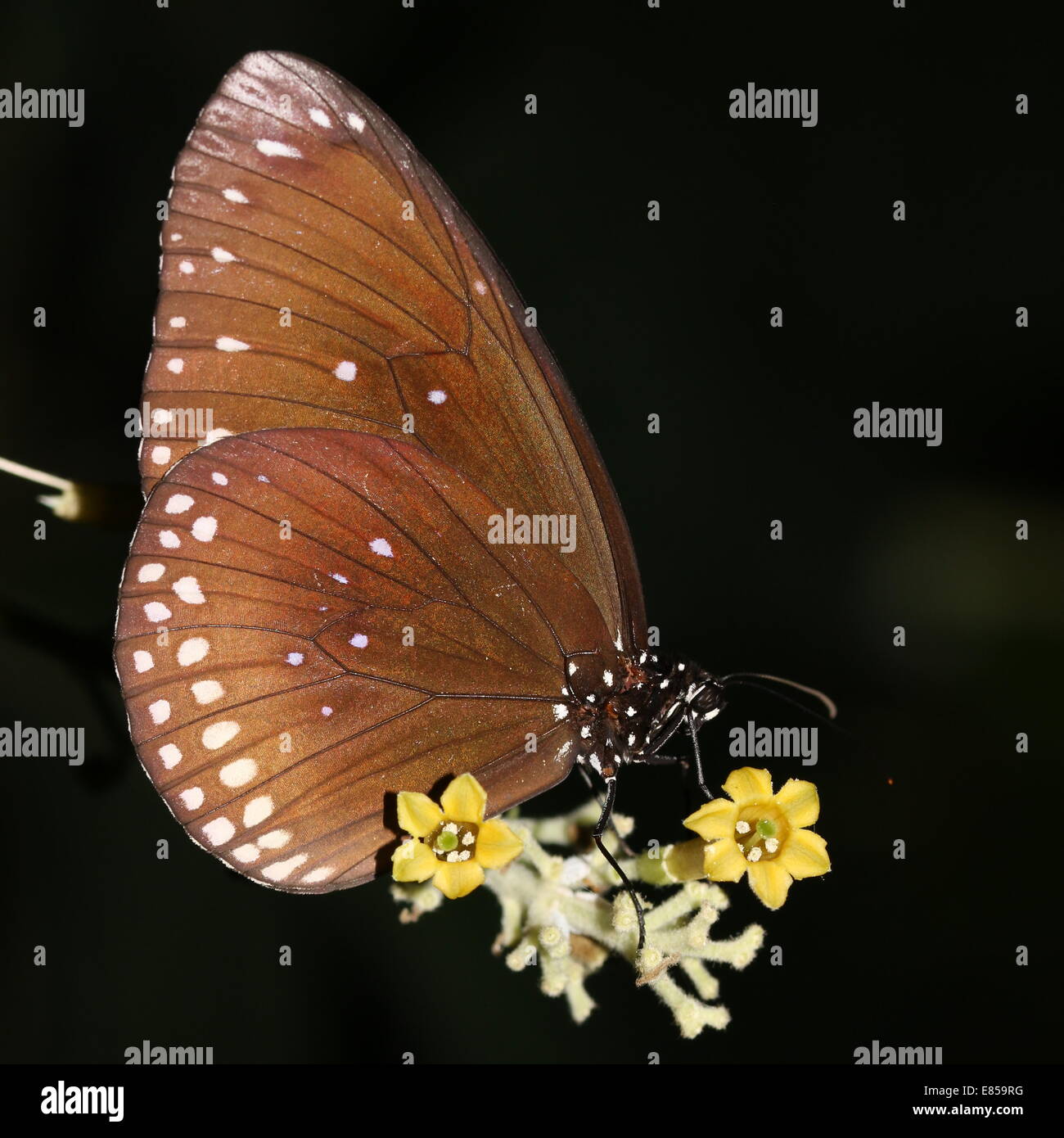 Indian butterfly at flower hi-res stock photography and images - Alamy