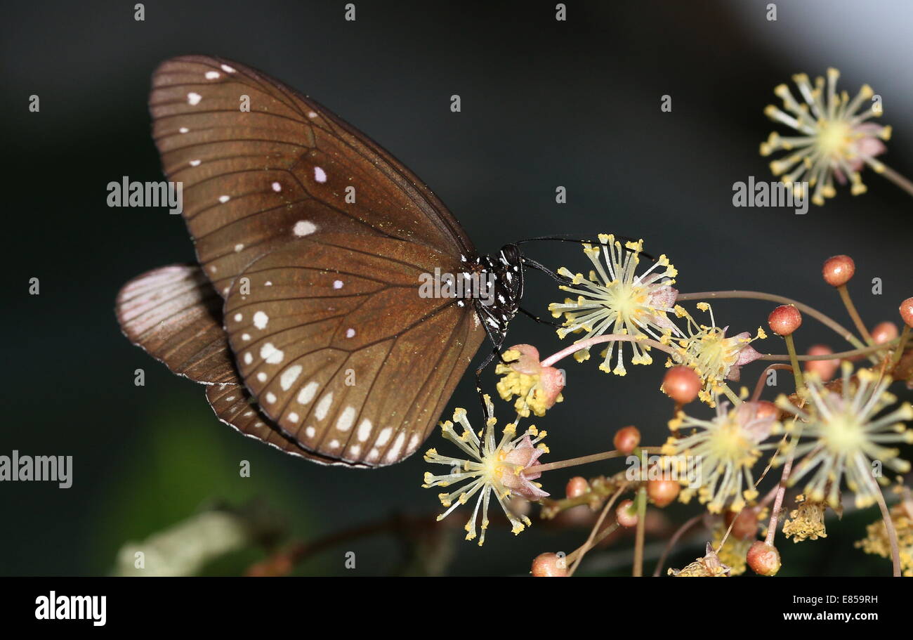 Common Crow butterfly a.k.a. Common Indian or Australian Crow (Euploea ...