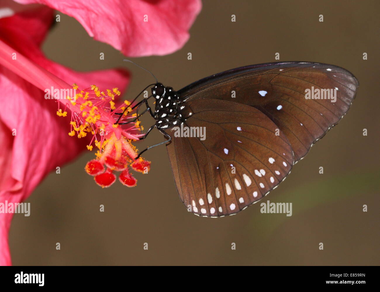 Common Crow butterfly a.k.a. Common Indian or Australian Crow (Euploea ...