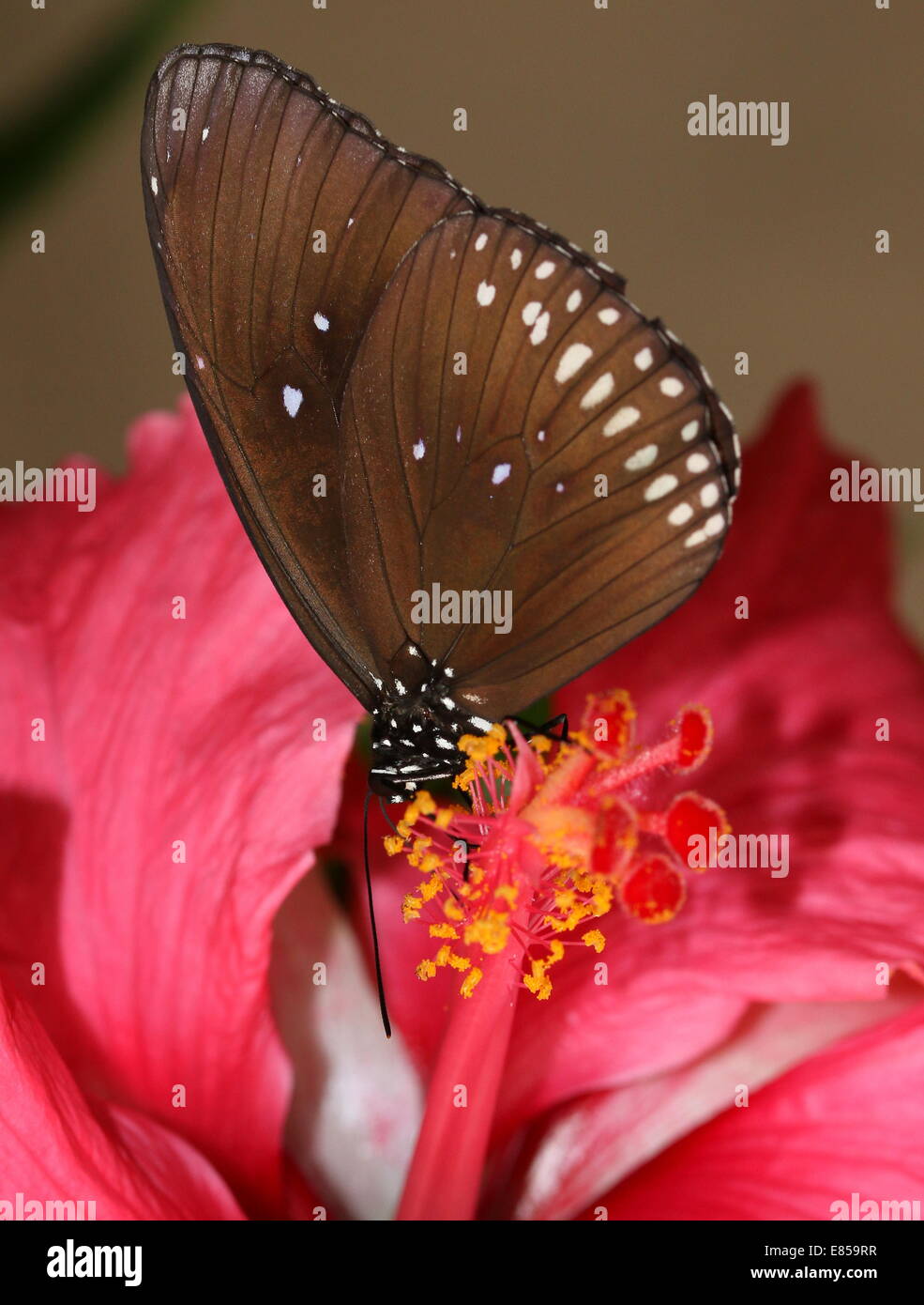 Common crow butterfly hi-res stock photography and images - Alamy