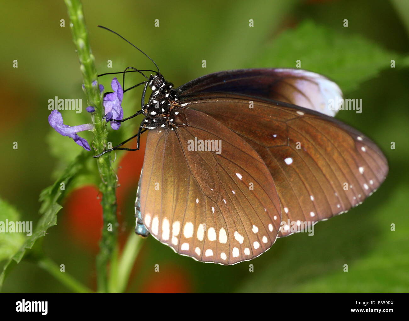 Common Crow butterfly a.k.a. Common Indian or Australian Crow (Euploea ...