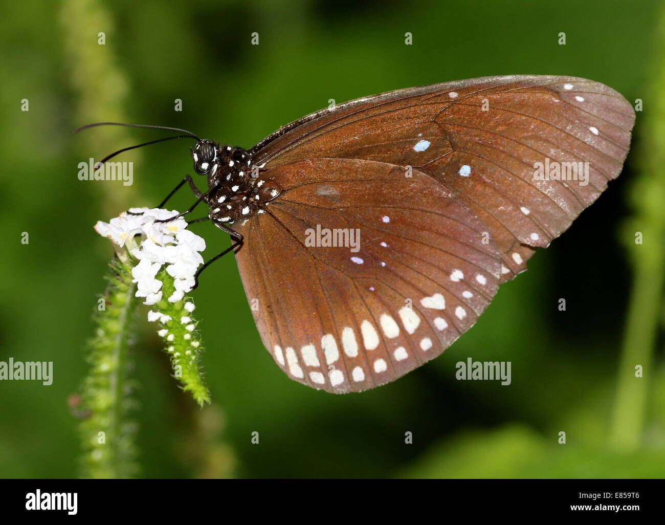 Common Crow butterfly a.k.a. Common Indian or Australian Crow (Euploea ...