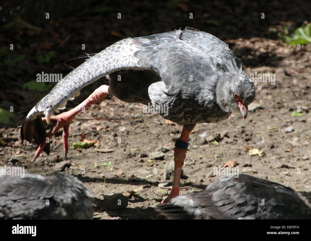Stretching foot and wing hi-res stock photography and images - Alamy