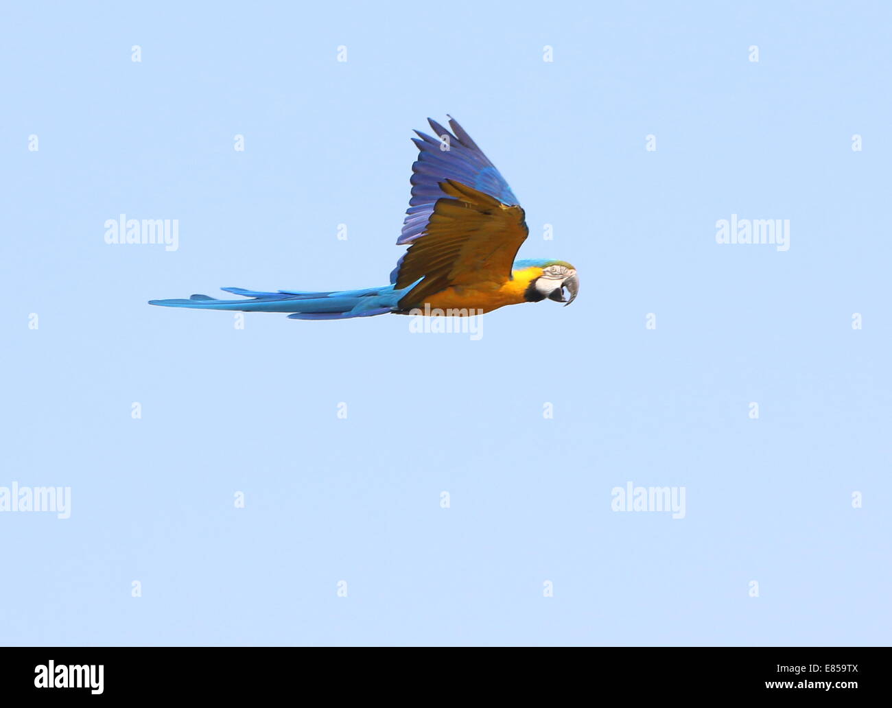 South American Blue and yellow macaw (Ara ararauna) in flight Also ...