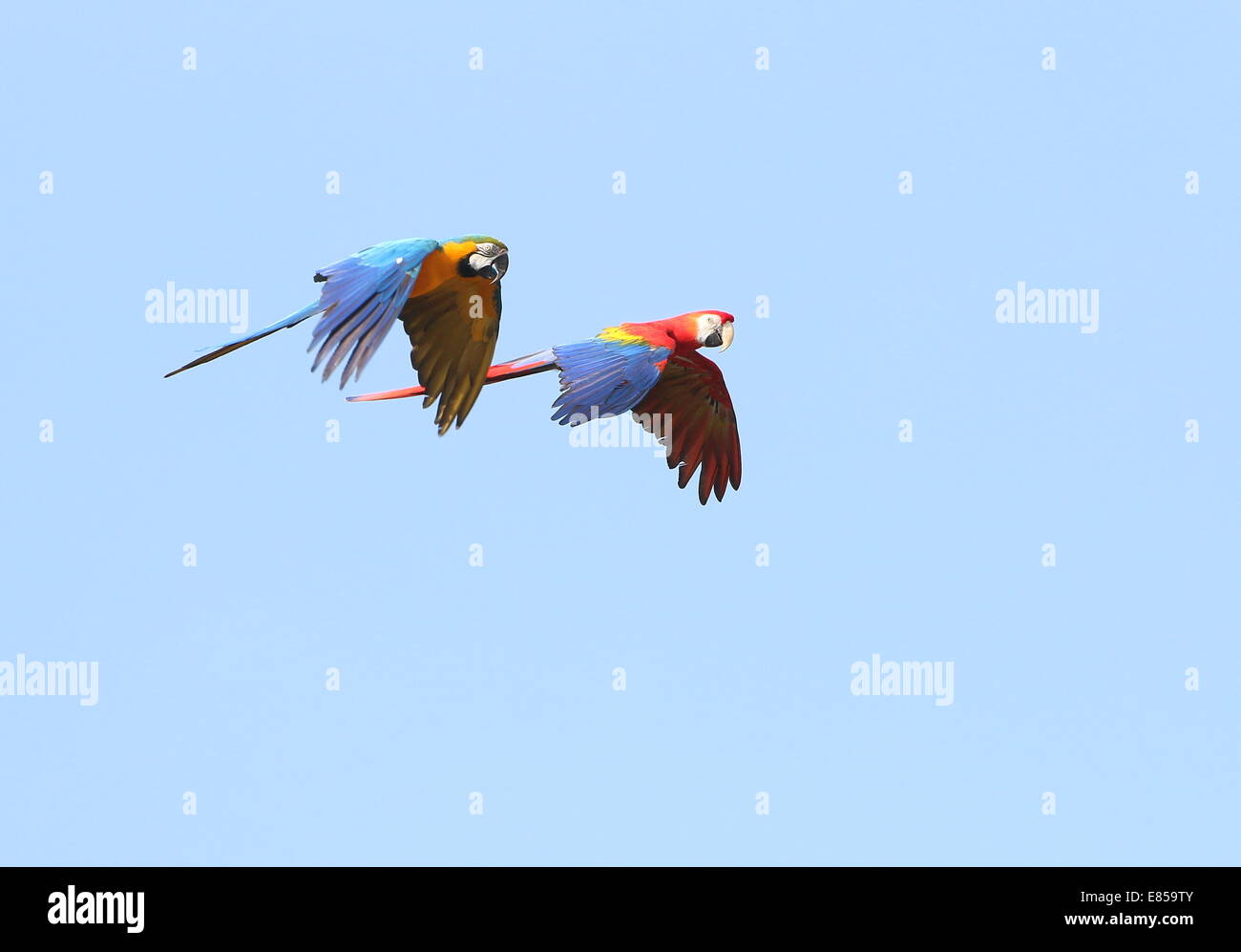 Blue yellow macaws flight hi-res stock photography and images - Alamy