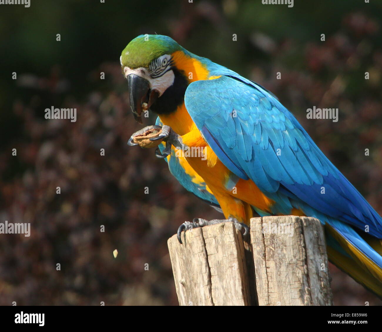 Guacamayo azul y amarillo ara ararauna hi-res stock photography and ...