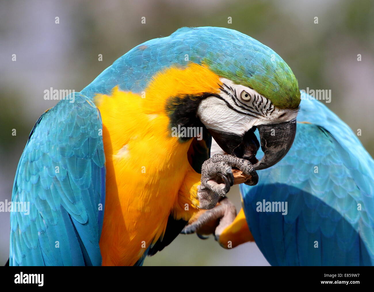 Papagayo azul hi-res stock photography and images - Alamy