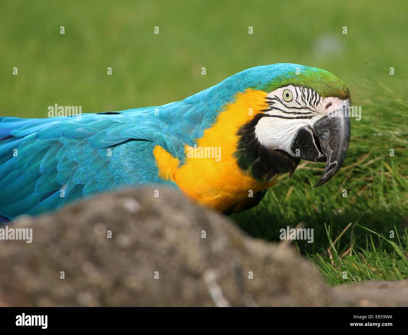 Blue-and-yellow macaw (Ara ararauna) close-up, while foraging in the ...