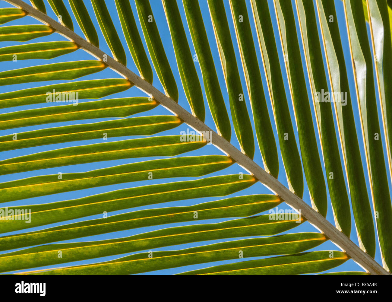 Palm Tree Leaf Stock Photo - Alamy