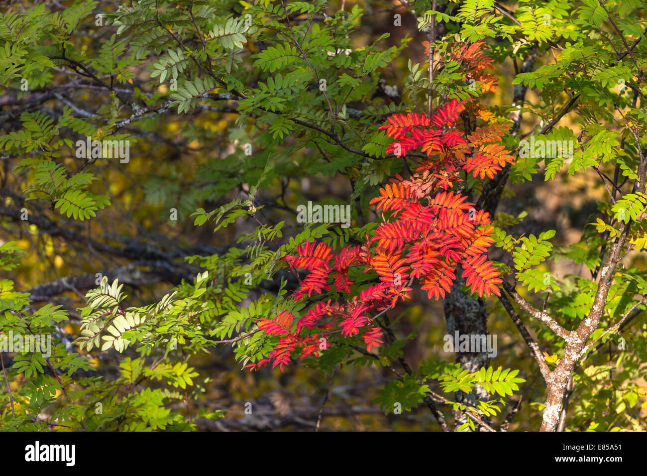 Rowan tree in autumn, Sorbus aucuparia Stock Photo - Alamy