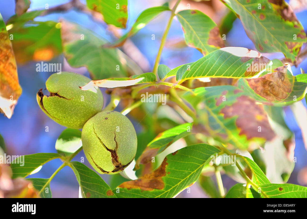 ripe walnut on a tree Stock Photo - Alamy