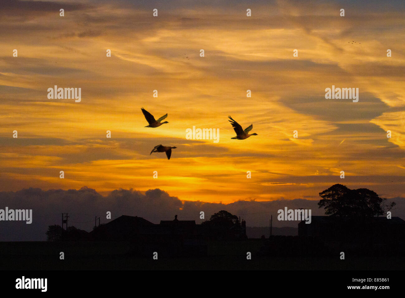 Flock of birds flying over rural landscape in winter hi-res stock ...