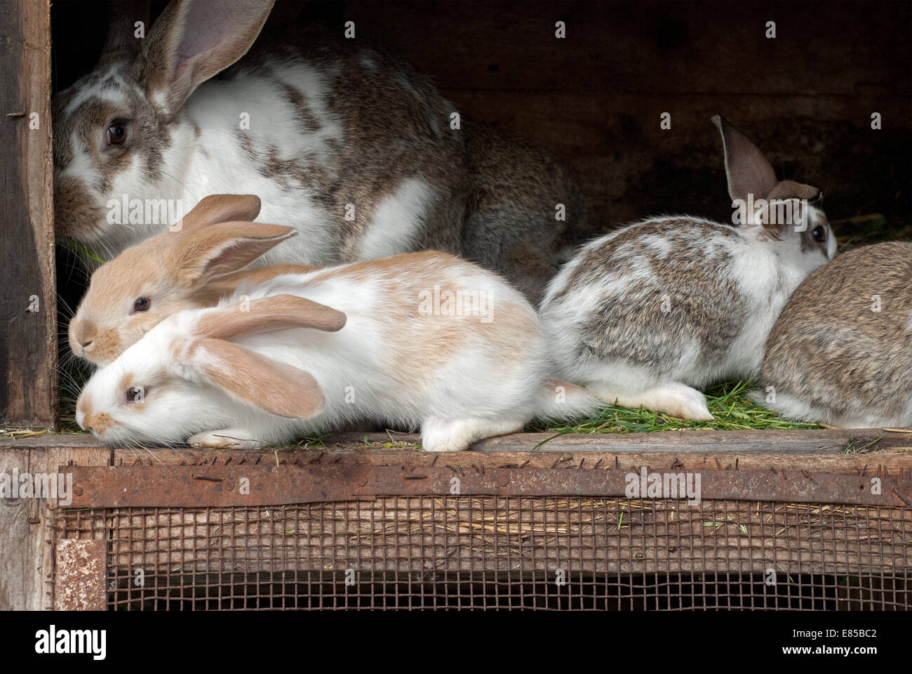 Mother rabbit with newborn bunnies Stock Photo - Alamy