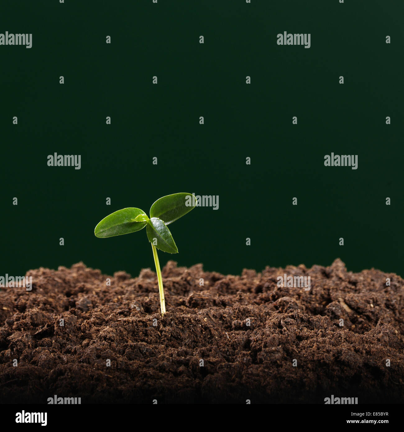 Medicine concept plant hi-res stock photography and images - Alamy