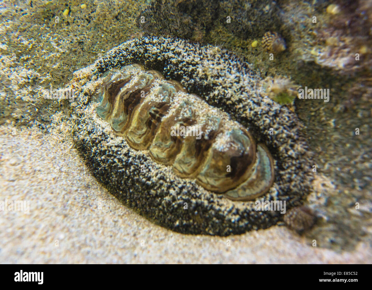 Chiton acanthopleura sp hi-res stock photography and images - Alamy