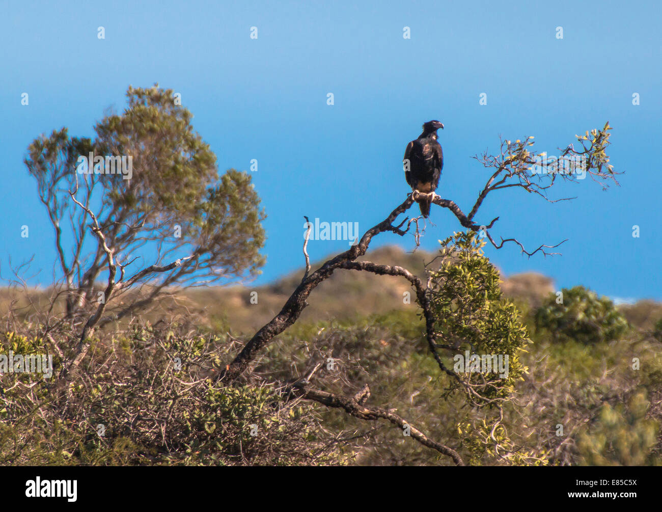 Audax australien hi-res stock photography and images - Alamy